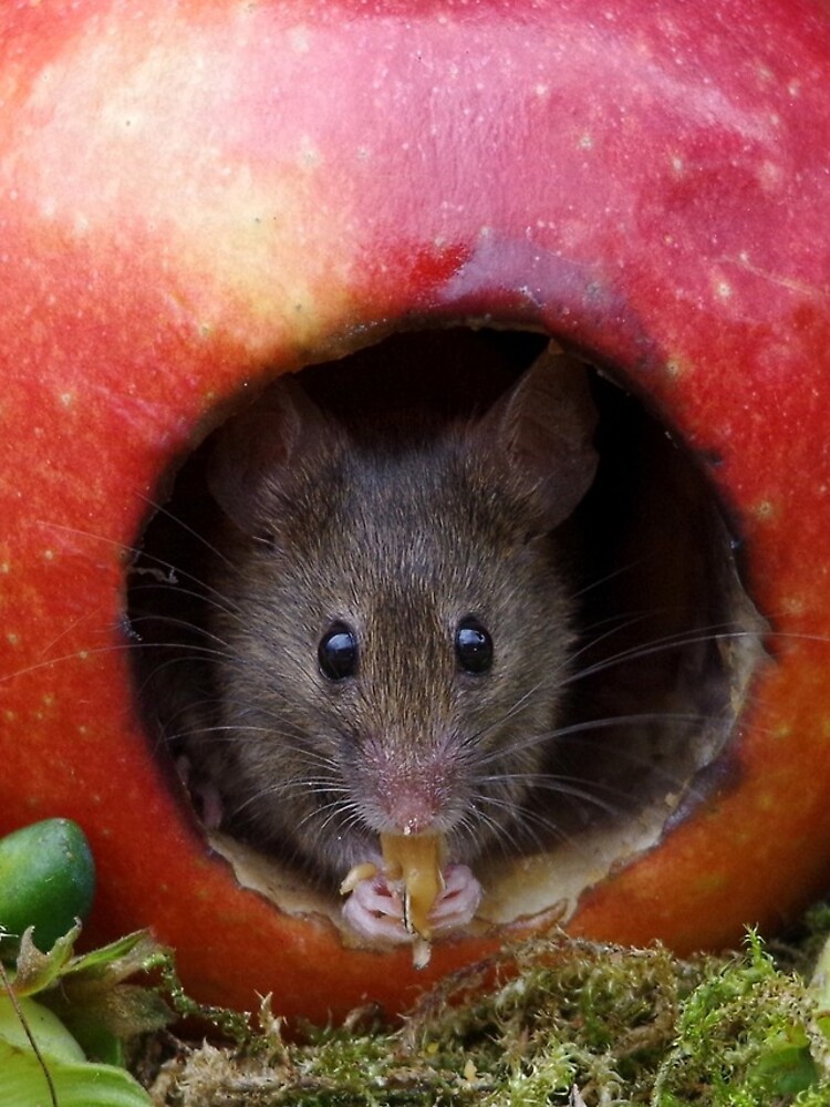 "George the mouse in a log pile house - Mouse inside a apple with ...