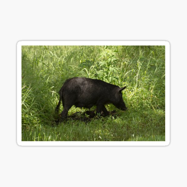 "Black wild Pig" Sticker by ZinaStromberg | Redbubble