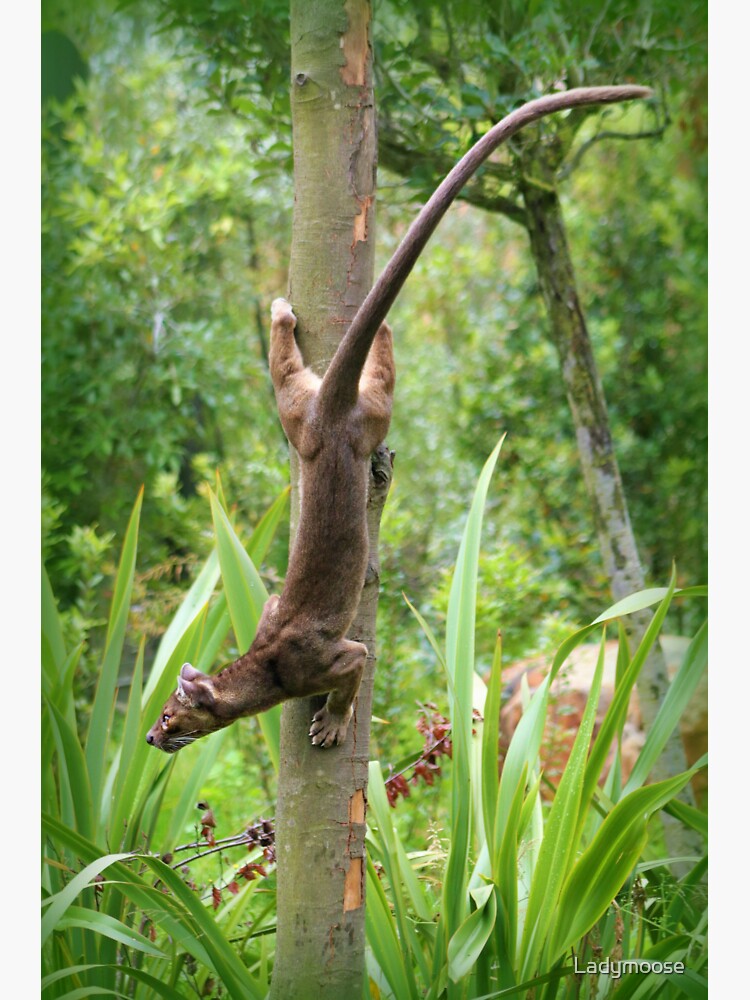 "Fossa" Sticker for Sale by Ladymoose | Redbubble