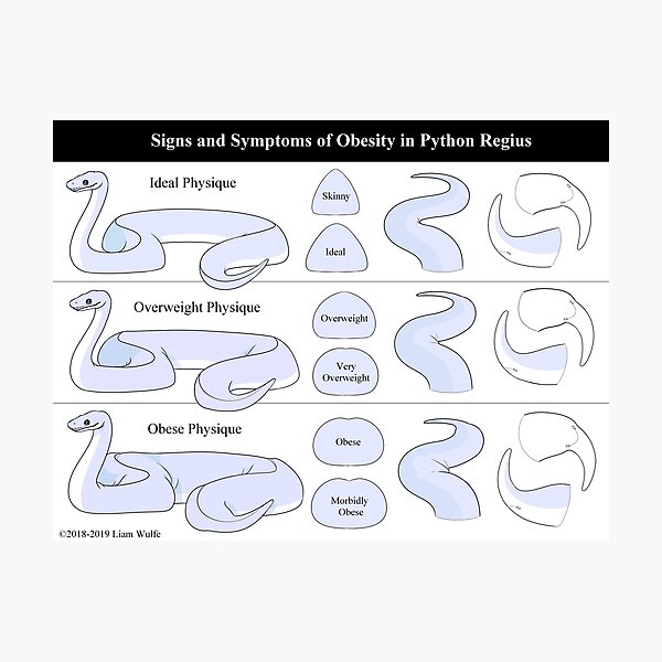 "Signs and Symptoms of Obesity in Python Regius" Photographic Print for ...