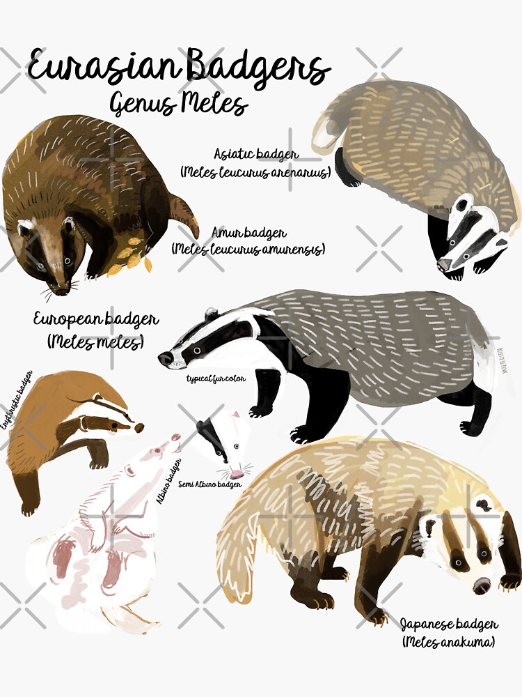 "Badgers Meles Genus Poster " Sticker for Sale by belettelepink | Redbubble