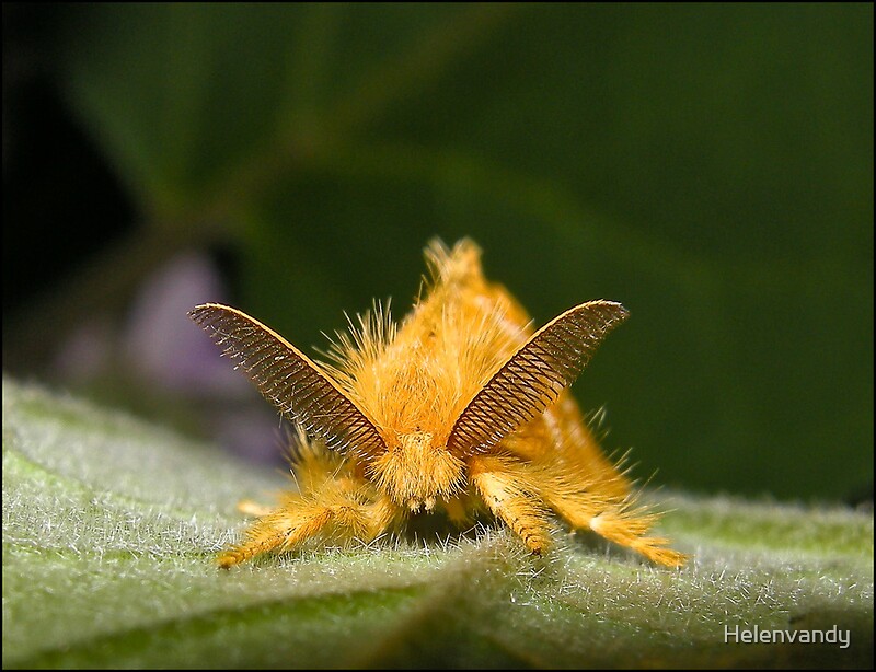 "Yellow Tussock Moth" by Helenvandy | Redbubble