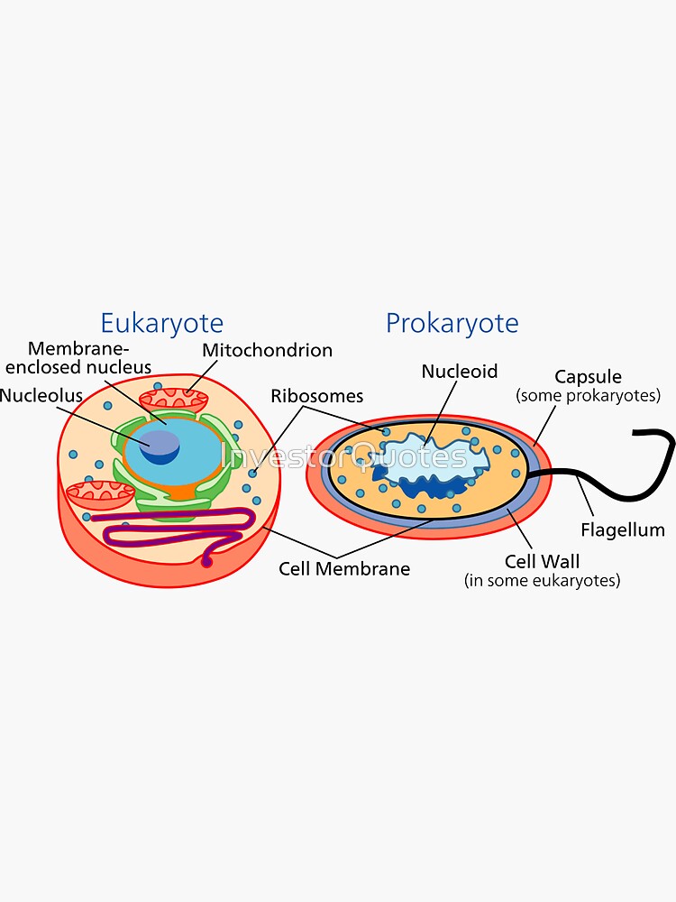 "Biology- Cell Types Eukaryote Prokaryote" Sticker by InvestorQuotes ...