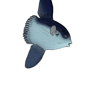 "Austromola" Art Board Print for Sale by Stanton | Redbubble