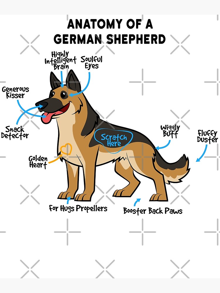 "Anatomy Of A German Shepherd" Art Print by CrissWild | Redbubble