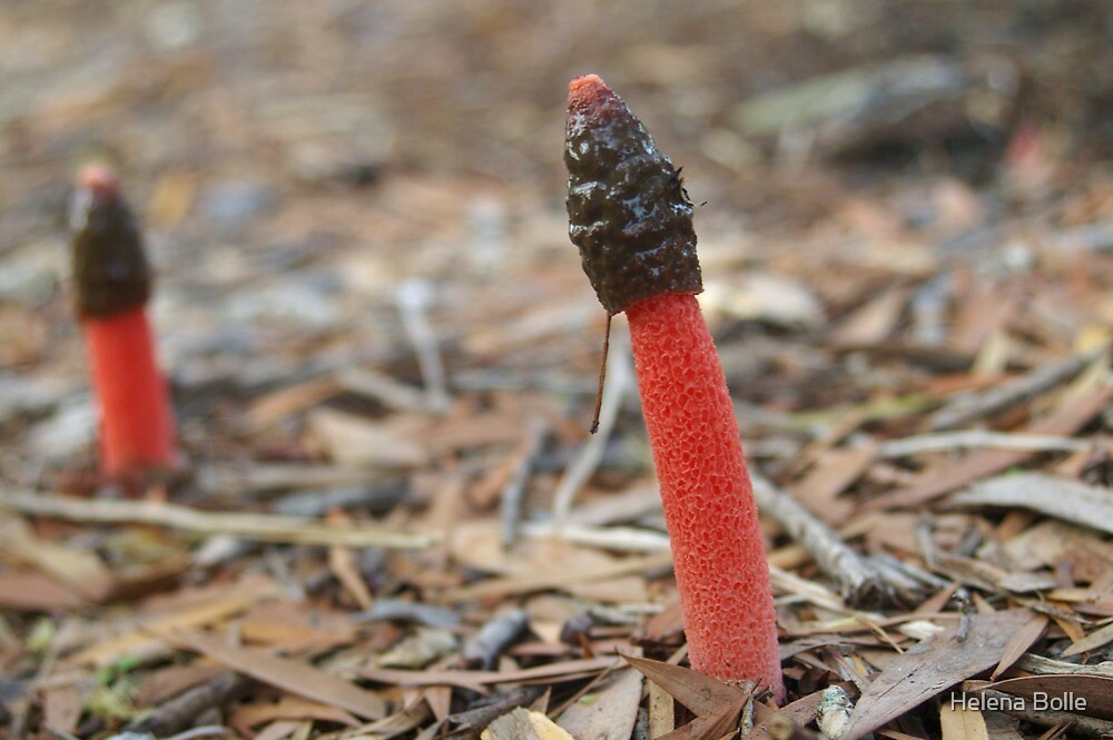 "Phallus Rubicundus" by Helena Bolle | Redbubble