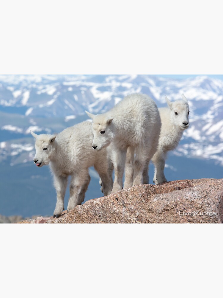 "Cute trio" Sticker for Sale by Eivor | Redbubble