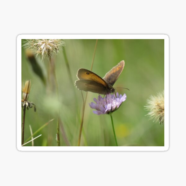 "Meadow brown butterfly" Sticker by eleanordodson | Redbubble