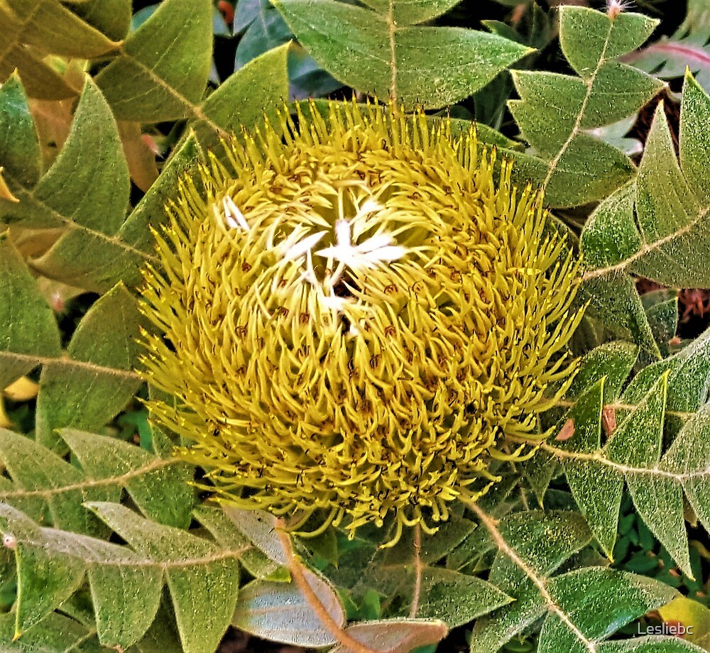 "Baxter's Wattle Seed Pod" by Lesliebc | Redbubble
