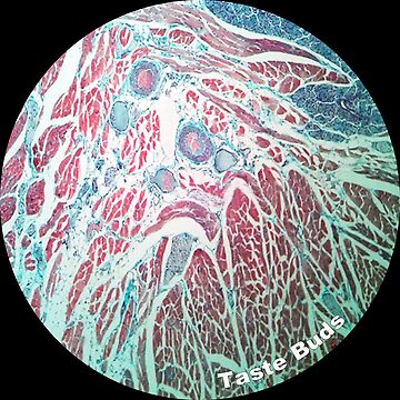 Taste Buds Microscope