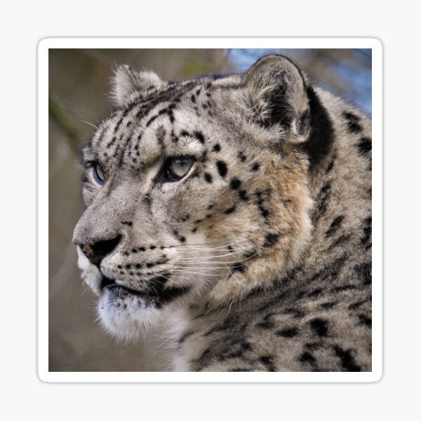 "Snow leopard" Sticker for Sale by StudioCorvid | Redbubble