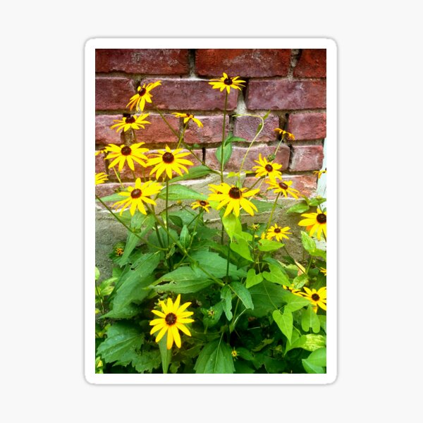 "Blackeyed susan" Sticker for Sale by VardoPrincess | Redbubble