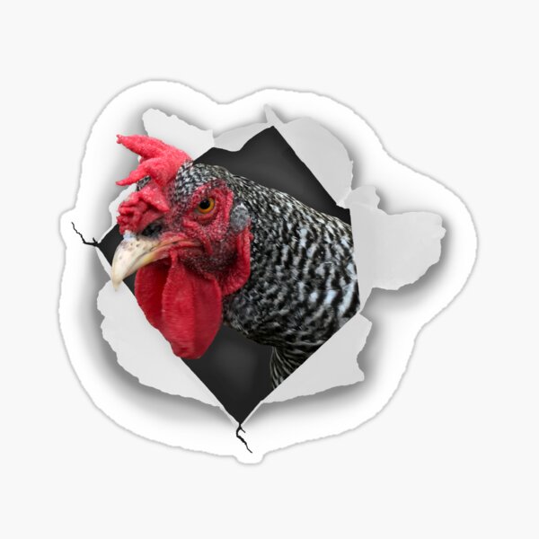 "Angry Chicken" Sticker for Sale by misimichu | Redbubble