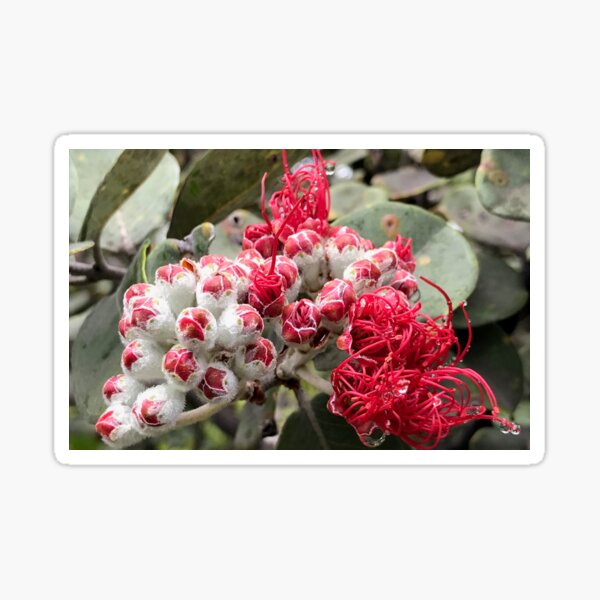 Ohia Lehua Stickers | Redbubble