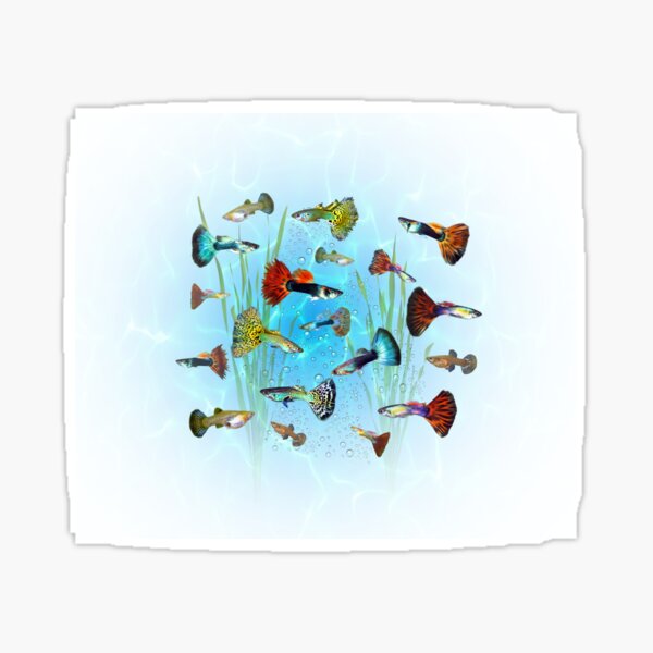 "Colourful Guppies" Sticker by johnny55 | Redbubble