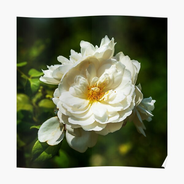 "White Roses" Poster for Sale by enhan | Redbubble