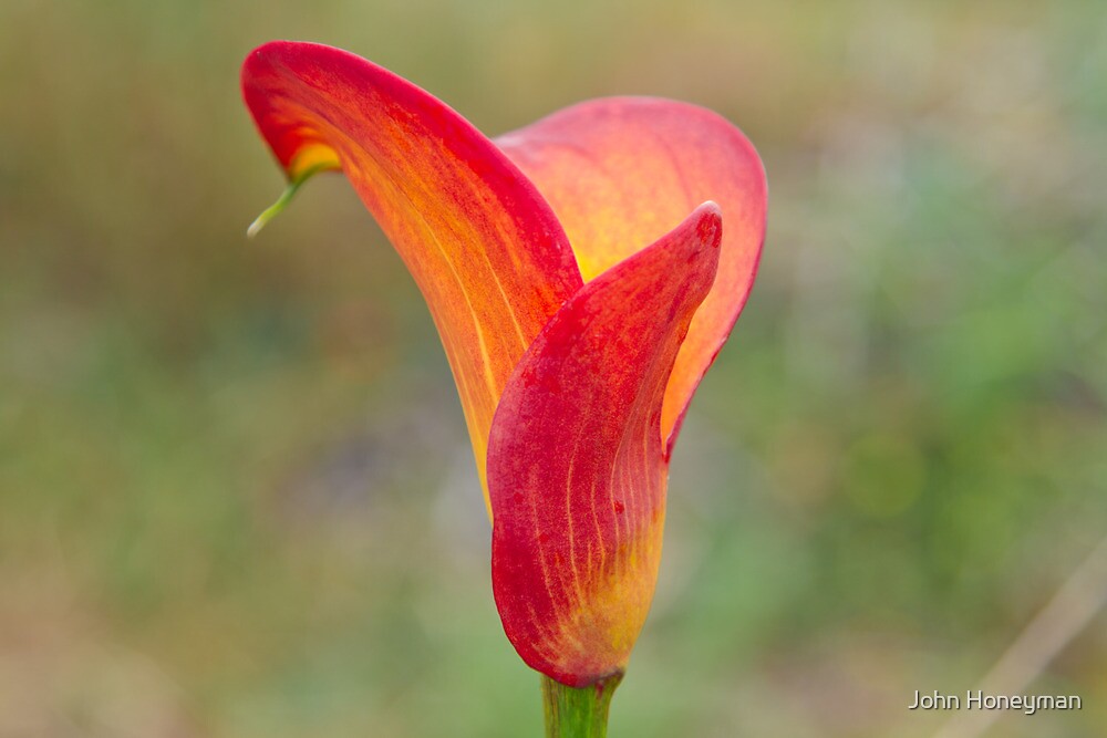 "Flame Calla Lily" by John Honeyman | Redbubble
