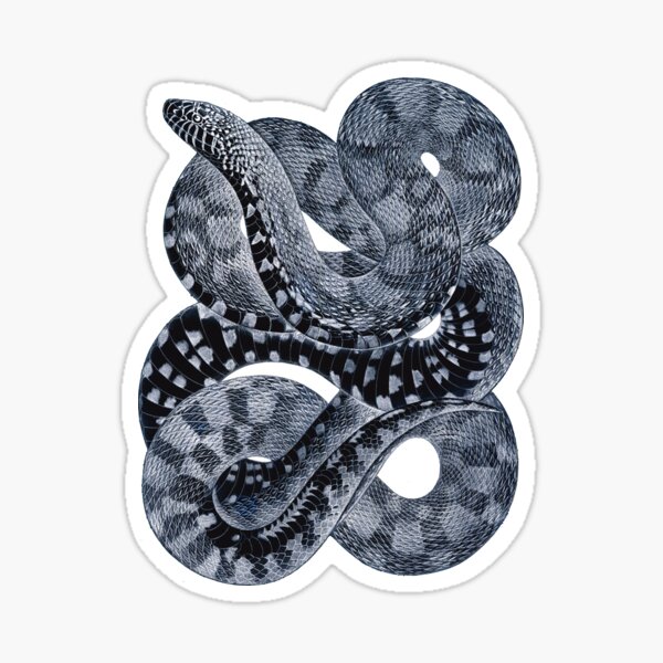 "Antique zoology: drawing of prairie bull snake - black" Sticker for ...