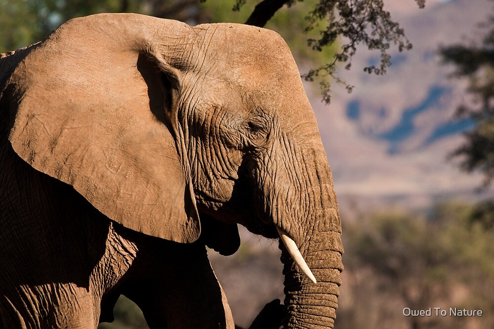 "Desert elephant profile" by Owed To Nature | Redbubble