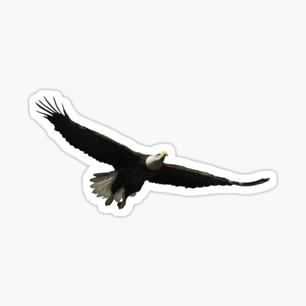 "Bald eagle soaring" Sticker by ZinaStromberg | Redbubble
