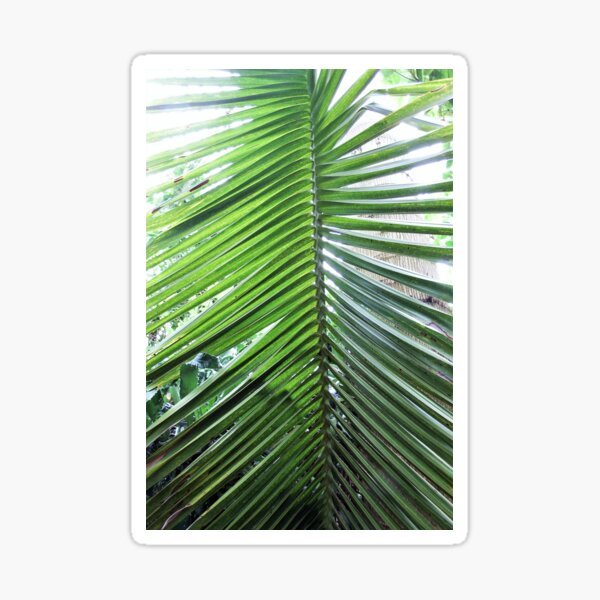 "TAMalloyPhoto - Tropical Palm" Sticker for Sale by TAMalloyPhoto ...