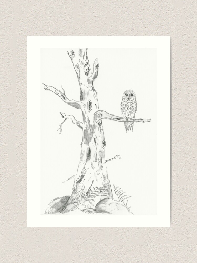 "Owl In Oak Tree Graphite Pencil Drawing" Art Print by daphsam | Redbubble