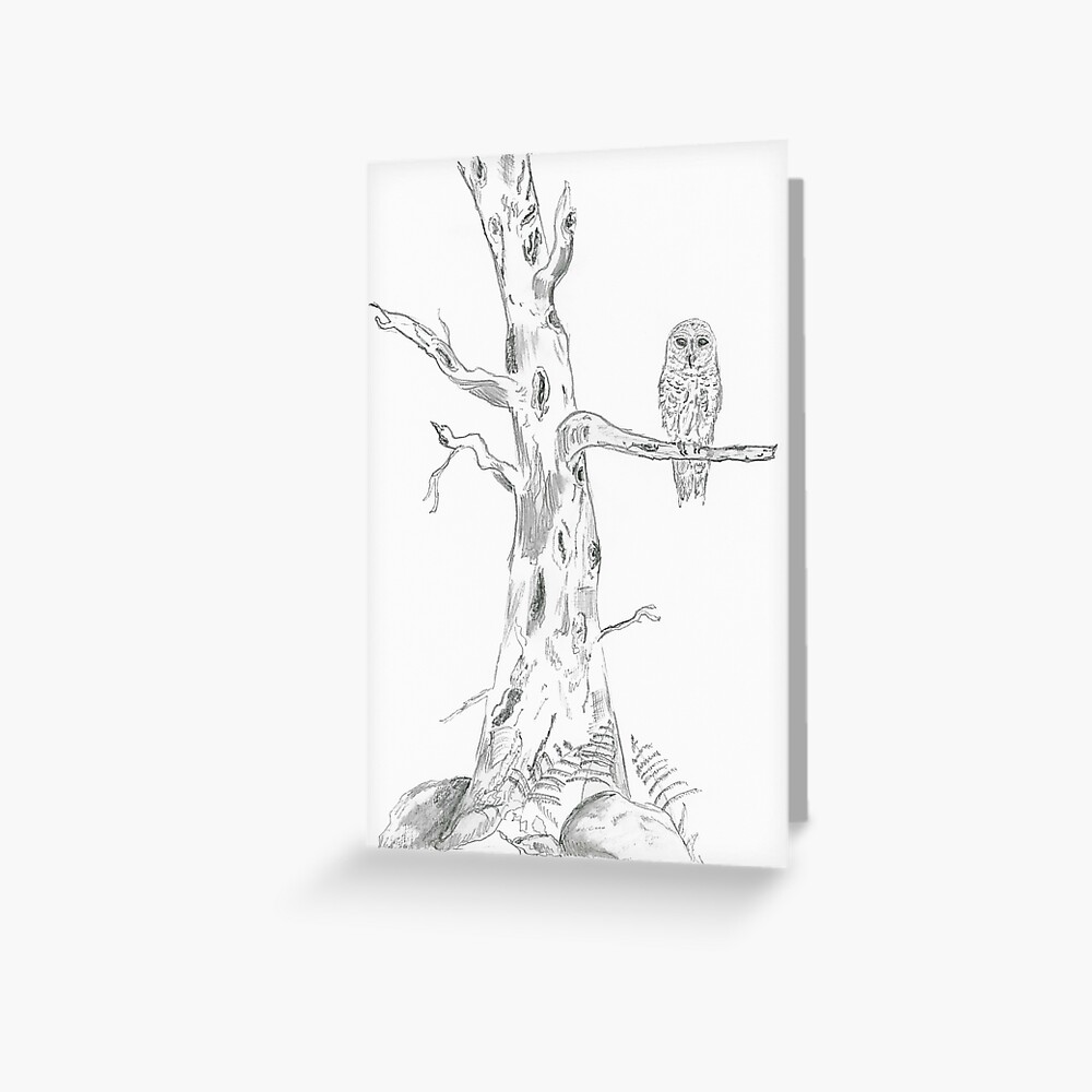 "Owl In Oak Tree Graphite Pencil Drawing" Greeting Card by daphsam ...