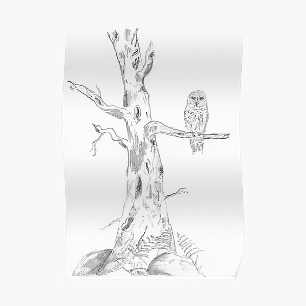 "Owl In Oak Tree Graphite Pencil Drawing" Poster for Sale by daphsam ...