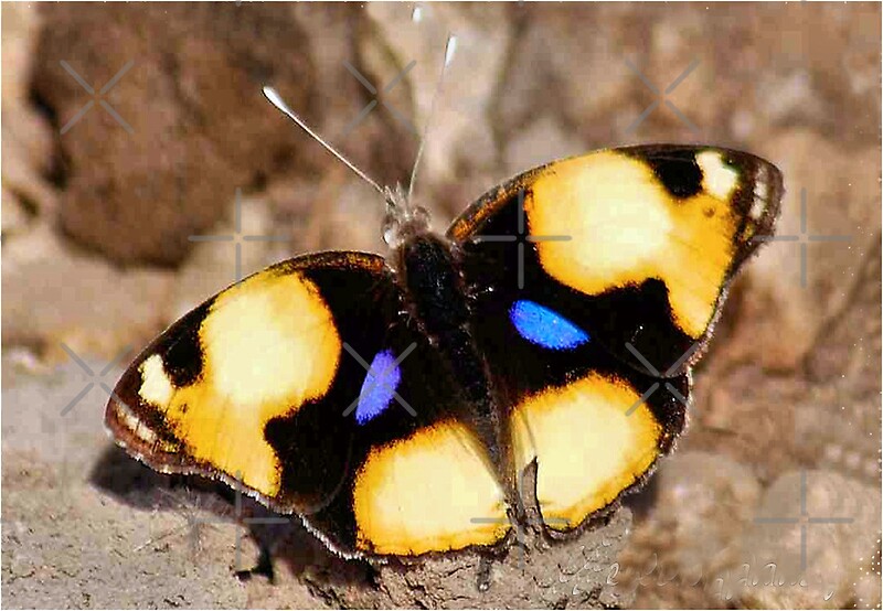 "African Butterfly Series - FEMALE YELLOW PANSY - Genus Junonia ...