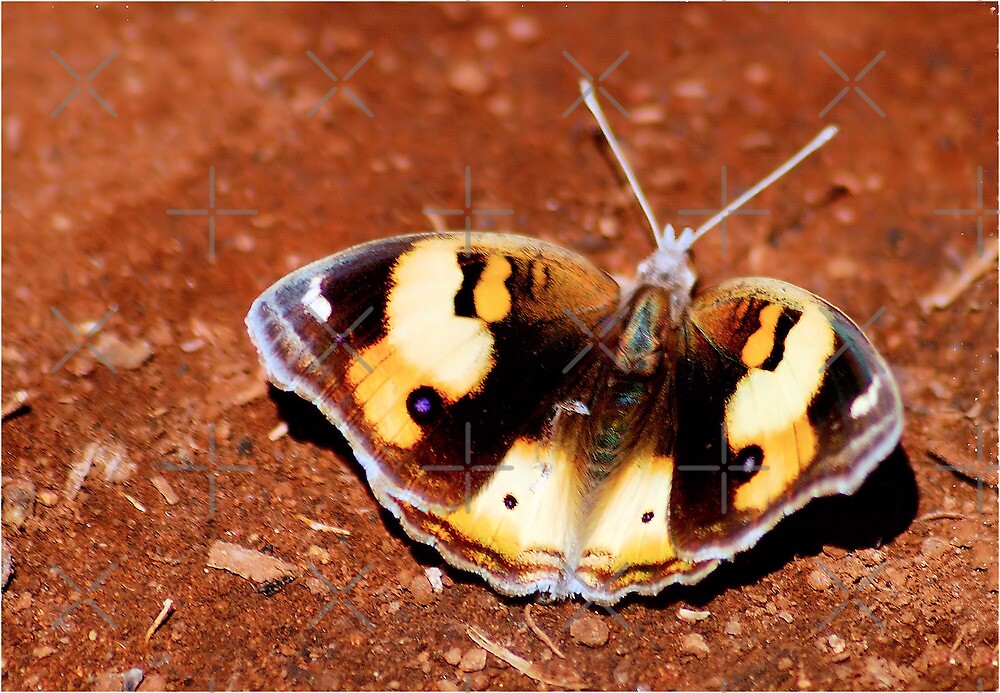 "African - Butterfly Series MALE YELLOW PANSY - Genus Junonia Pansies ...