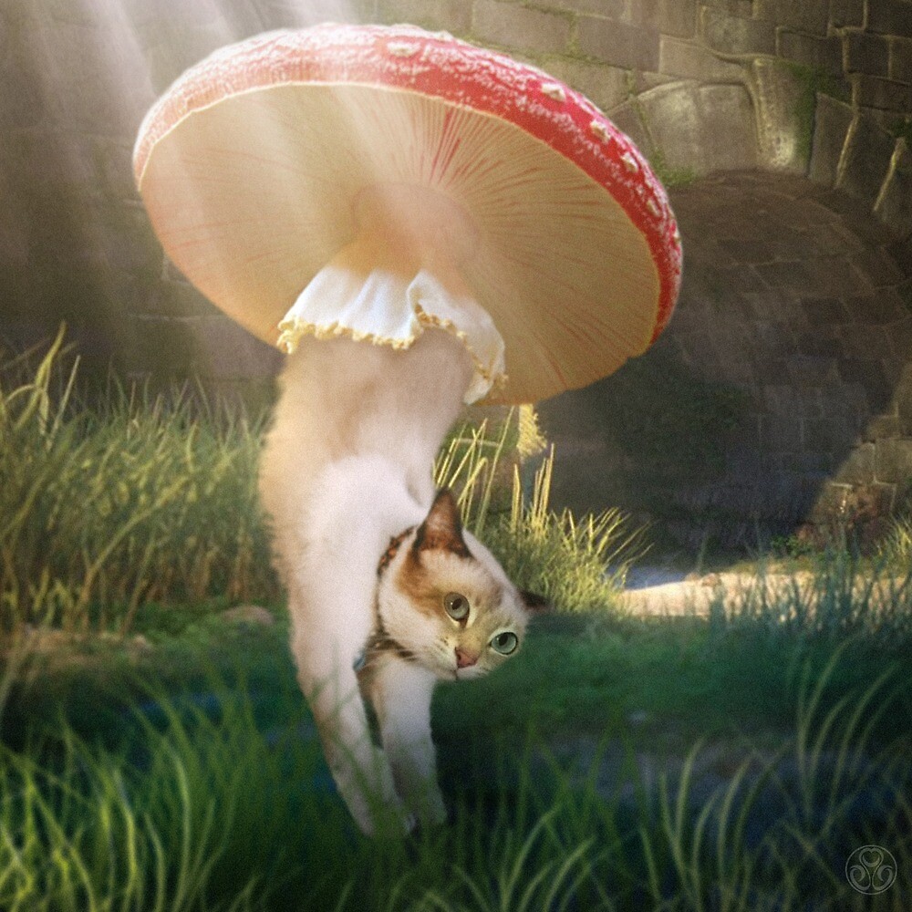 "Mystical Mushroom Cat" by skycladsquirrel | Redbubble