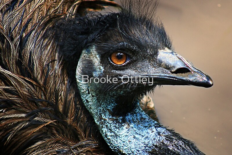 "Emu mud bath" by Brooke Ottley | Redbubble