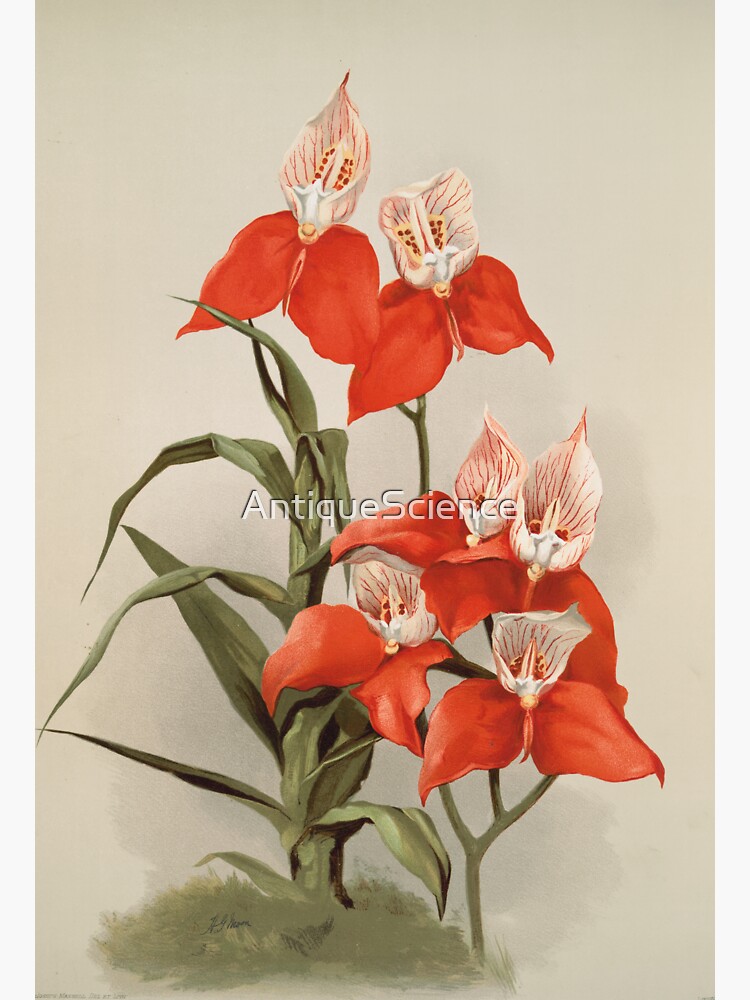 "Antique botany: drawing of beautiful red flower (orchid Disa ...
