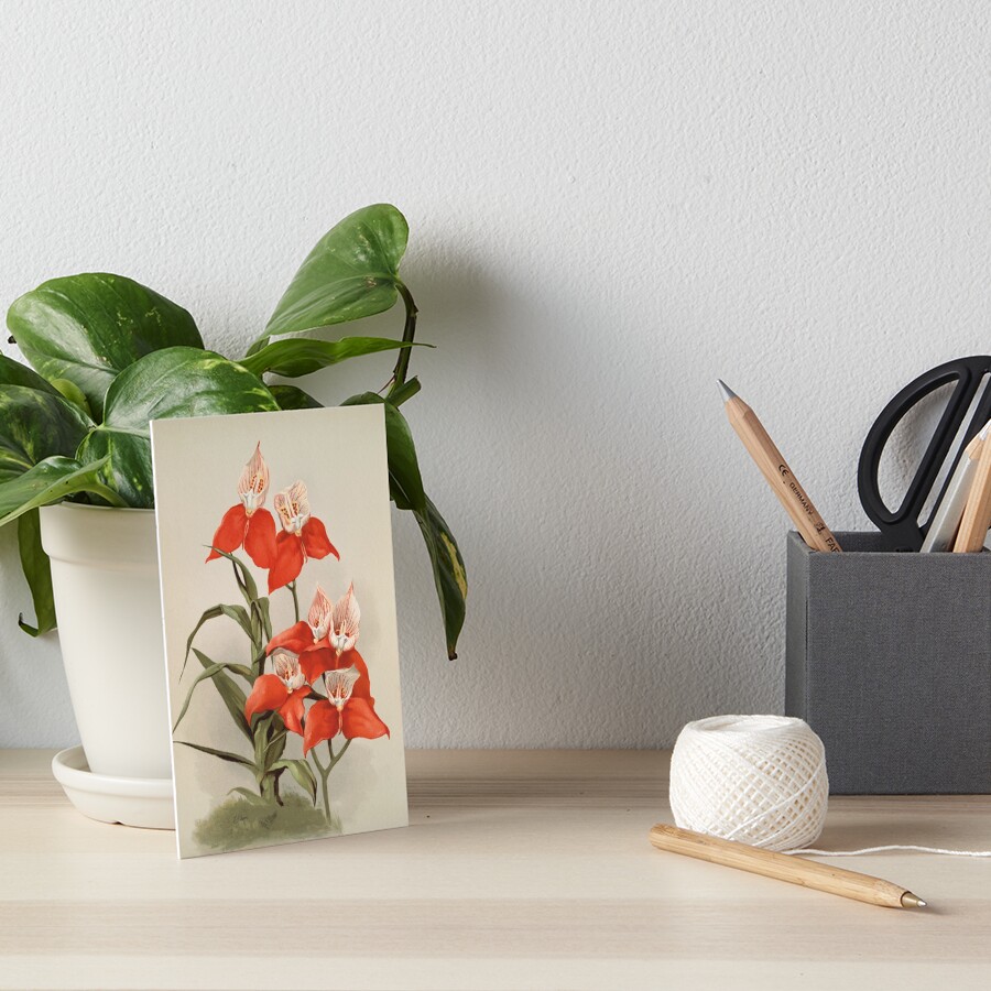 "Antique botany: drawing of beautiful red flower (orchid Disa ...