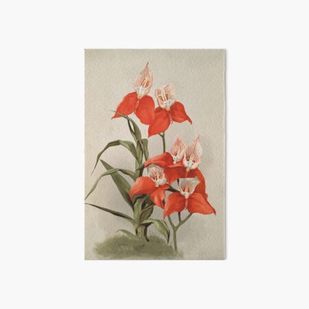 "Antique botany: drawing of beautiful red flower (orchid Disa ...