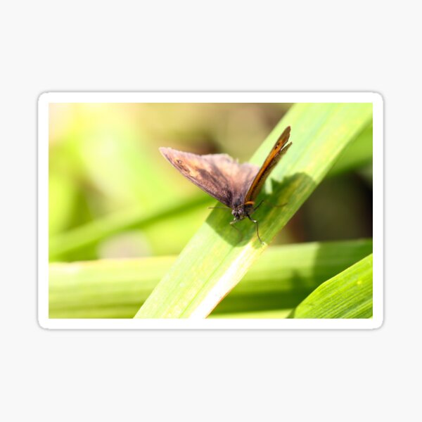"Meadow brown butterfly" Sticker for Sale by GreyFeatherPhot | Redbubble