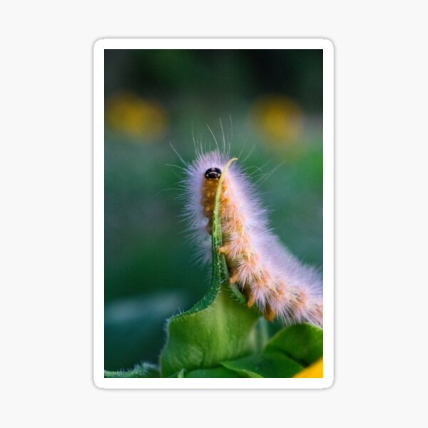 Caterpillar Stickers Caterpillar CAT Vinyl Decal Sticker White Letters ...