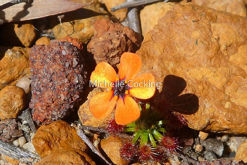 "Tiny Orange Flycatcher Flower" by Michelle Cocking | Redbubble