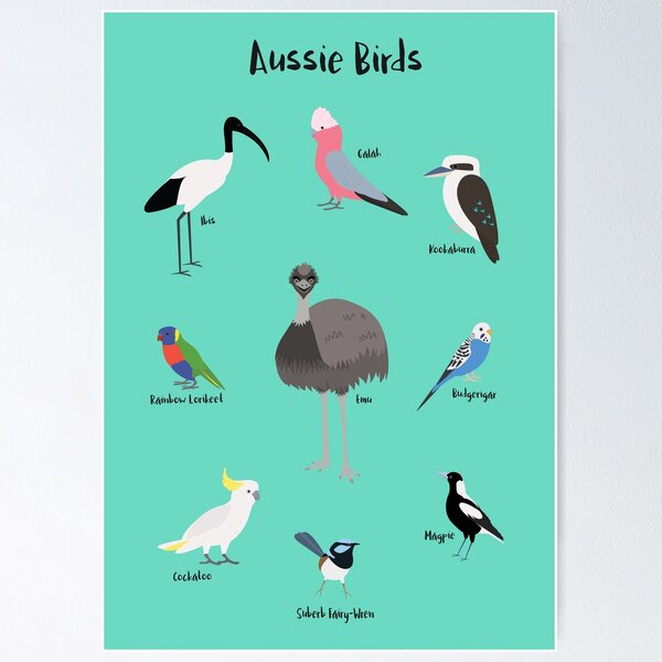 "Australian Birds" Poster for Sale by BlackKatCreativ | Redbubble
