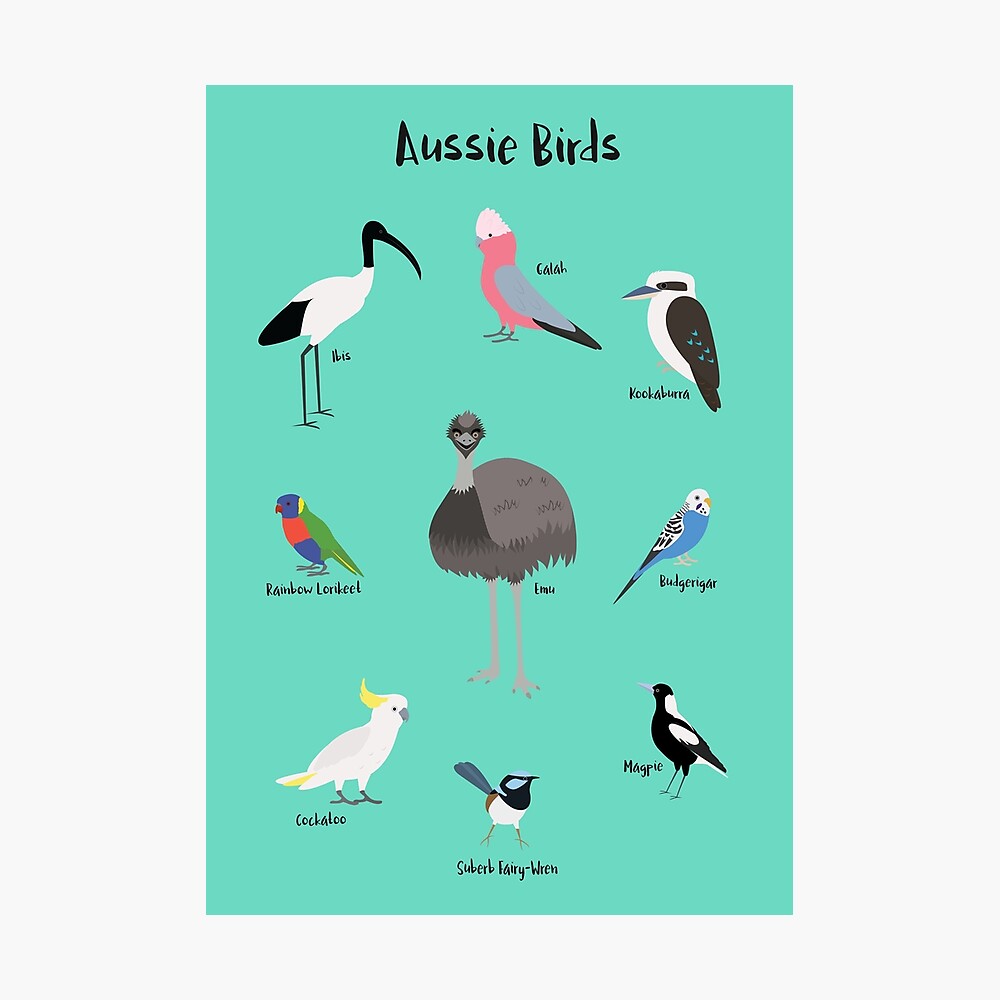 Paper Australian Bird Sticker Sheet A5 size Matte Laminated Duck Magpie ...