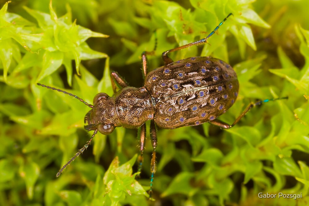 "Elaphrus cupreus ground beetle" by Gabor Pozsgai | Redbubble