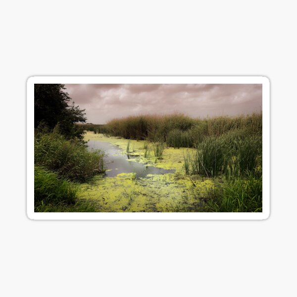 "Fantasy Swamp" Sticker for Sale by DNLX | Redbubble