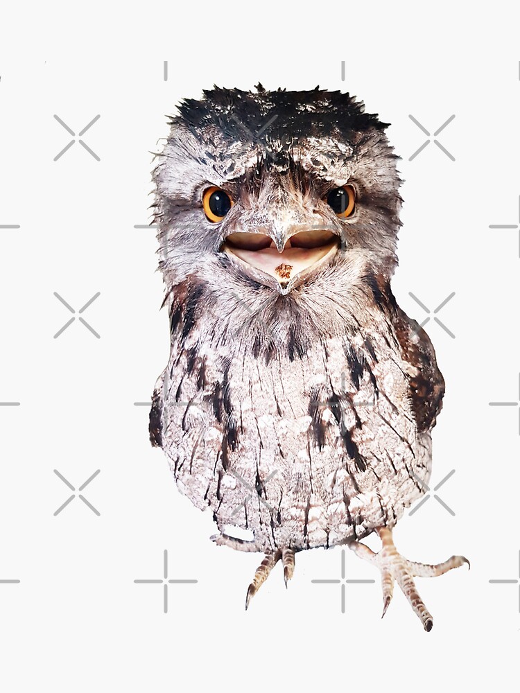 "Bird Tawny Frogmouth" Sticker by Stenzy | Redbubble