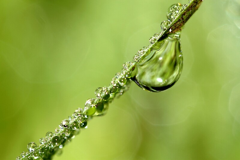 "Dripping with dew" by Sharon Johnstone | Redbubble