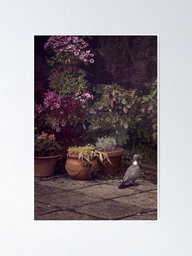 "Pigeon" Poster by mattwhitby | Redbubble