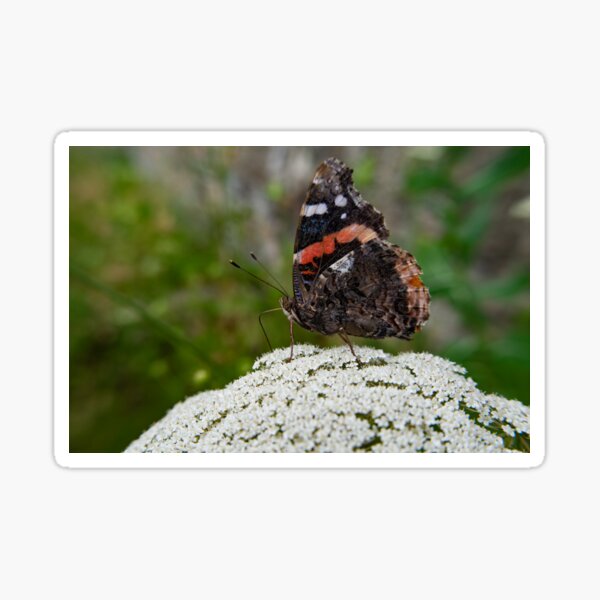 Red Admiral Butterflies Stickers | Redbubble