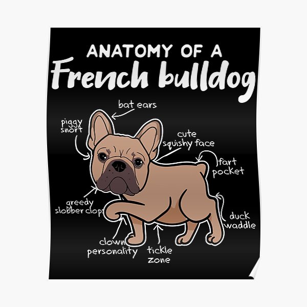 "Anatomy Of A French Bulldog design, Frenchie Tee" Poster for Sale by ...