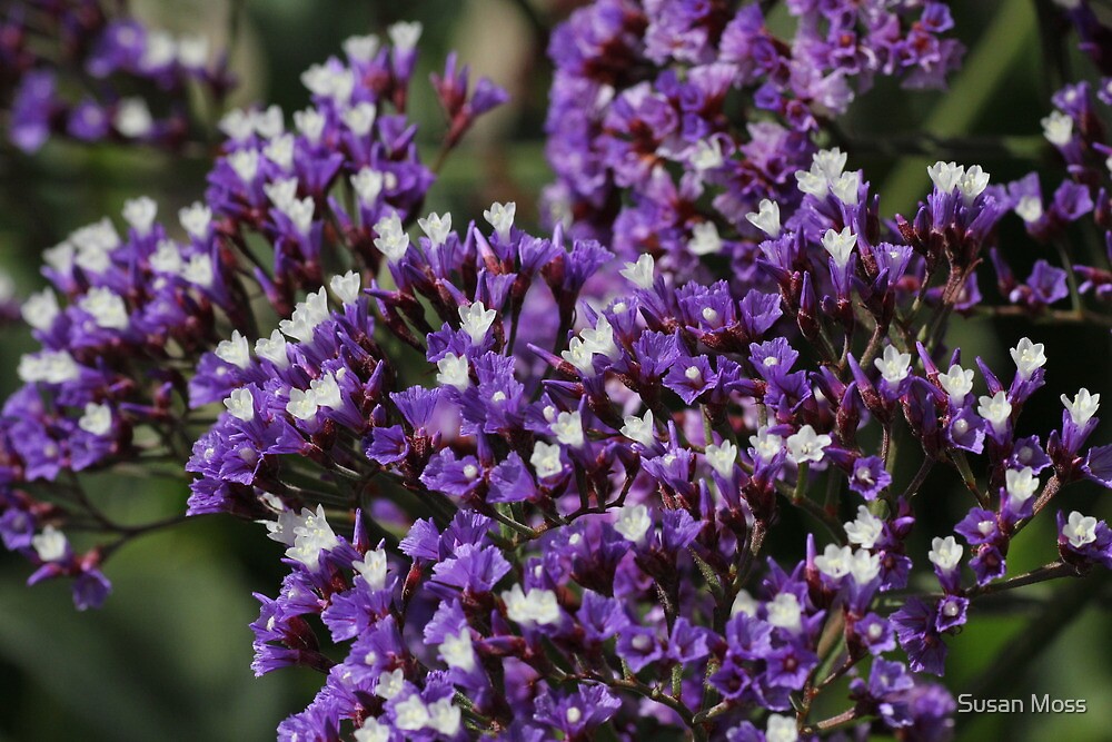 "Purple Statice Flowers" by Susan Moss | Redbubble