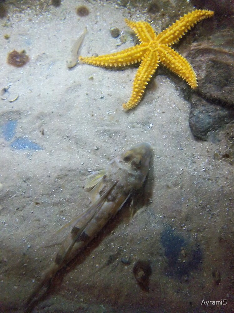 "Fish staring at the yellow starfish" by AvramiS | Redbubble