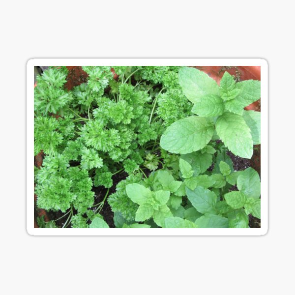 "Mint And Parsley" Sticker by lezvee | Redbubble